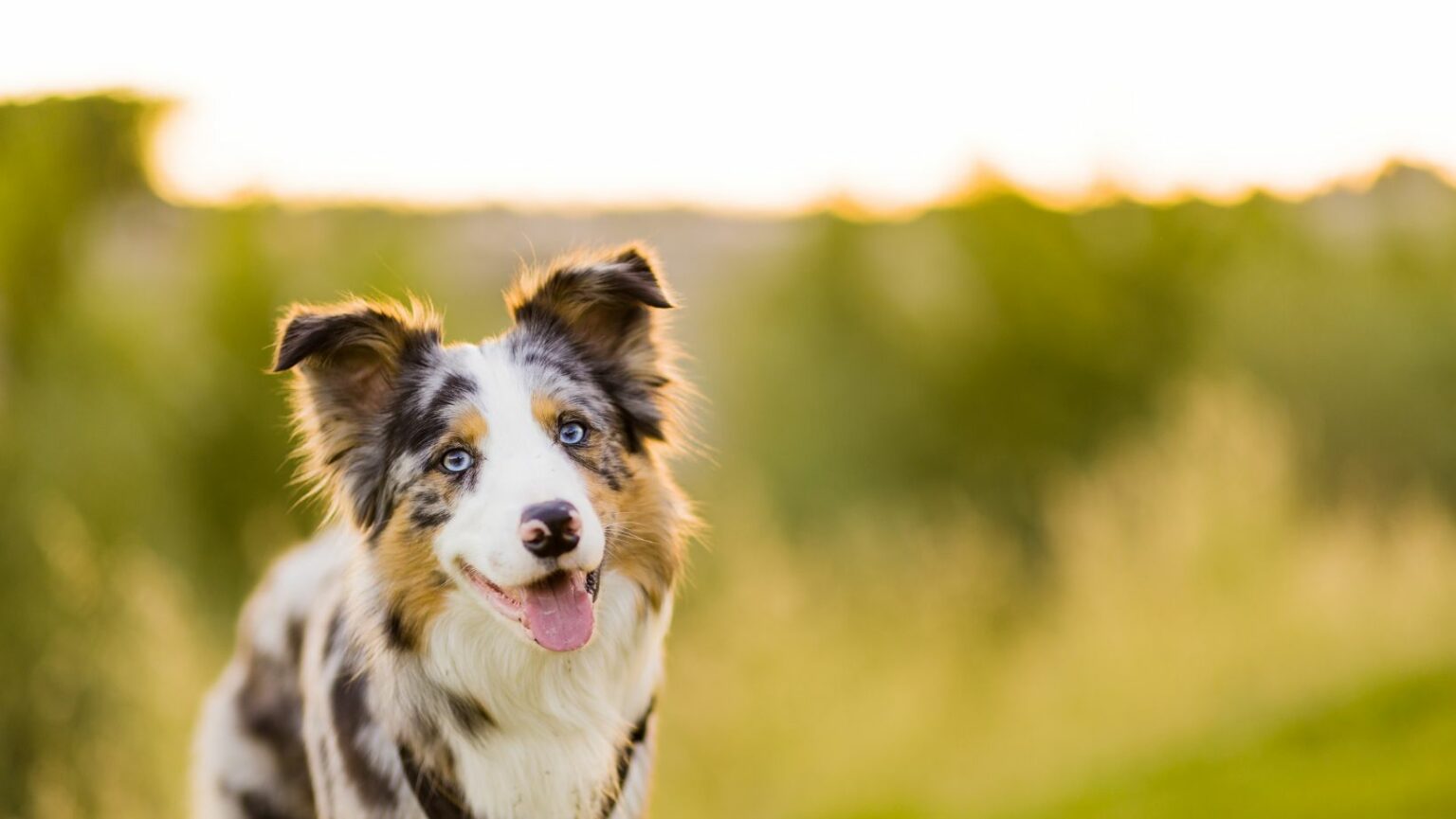 Lifespan of Border Collie: Factors Influencing Their Longevity ...